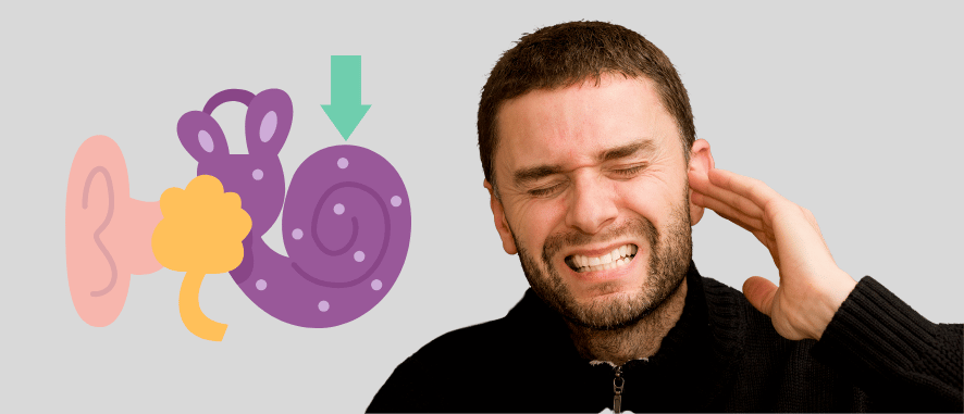 Understanding Ear Anatomy: How the Outer, Middle, and Inner Ear ...