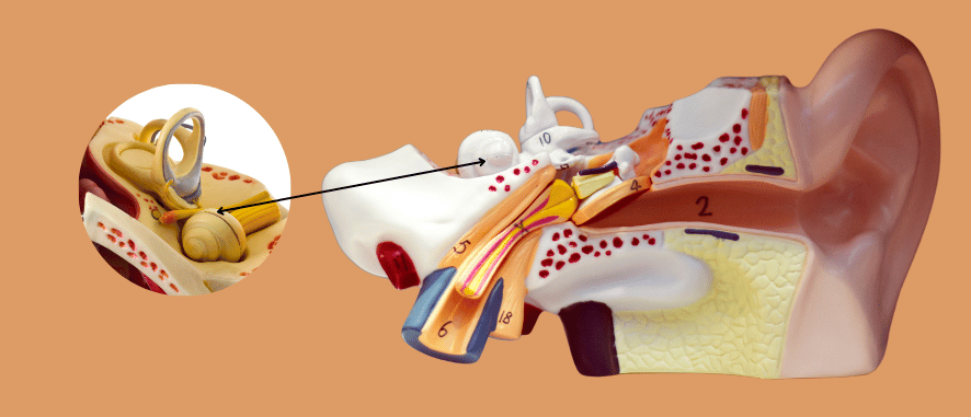 Understanding Ear Anatomy: How the Outer, Middle, and Inner Ear ...
