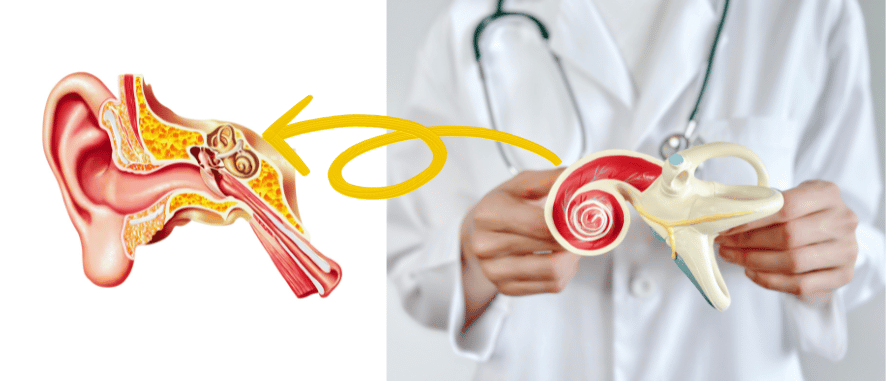 Why Do You Need an Otoscopy? Understanding Its Importance for Ear ...